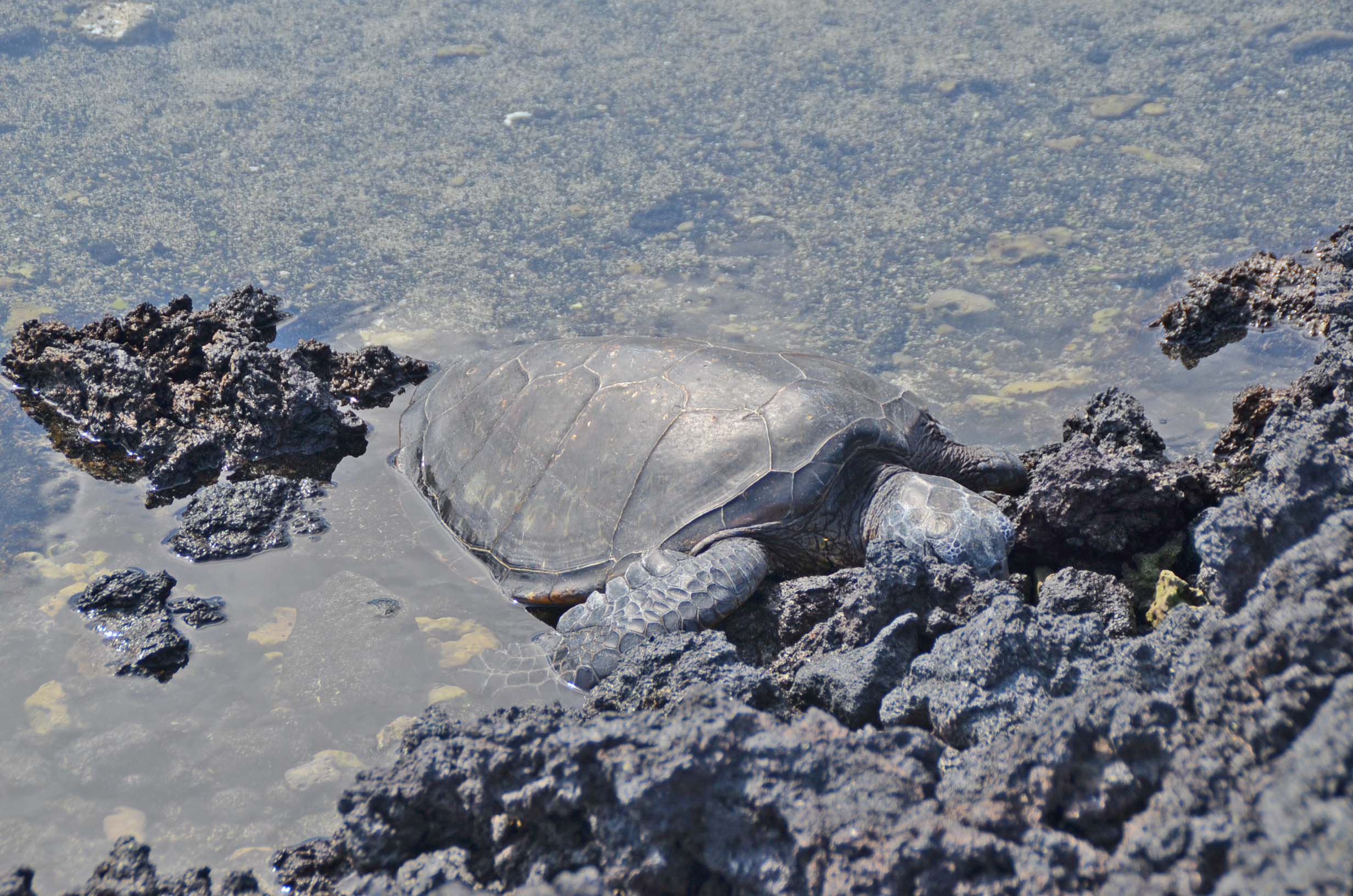 The Fairmont Orchid - Finding Green Turtles and Green Sand