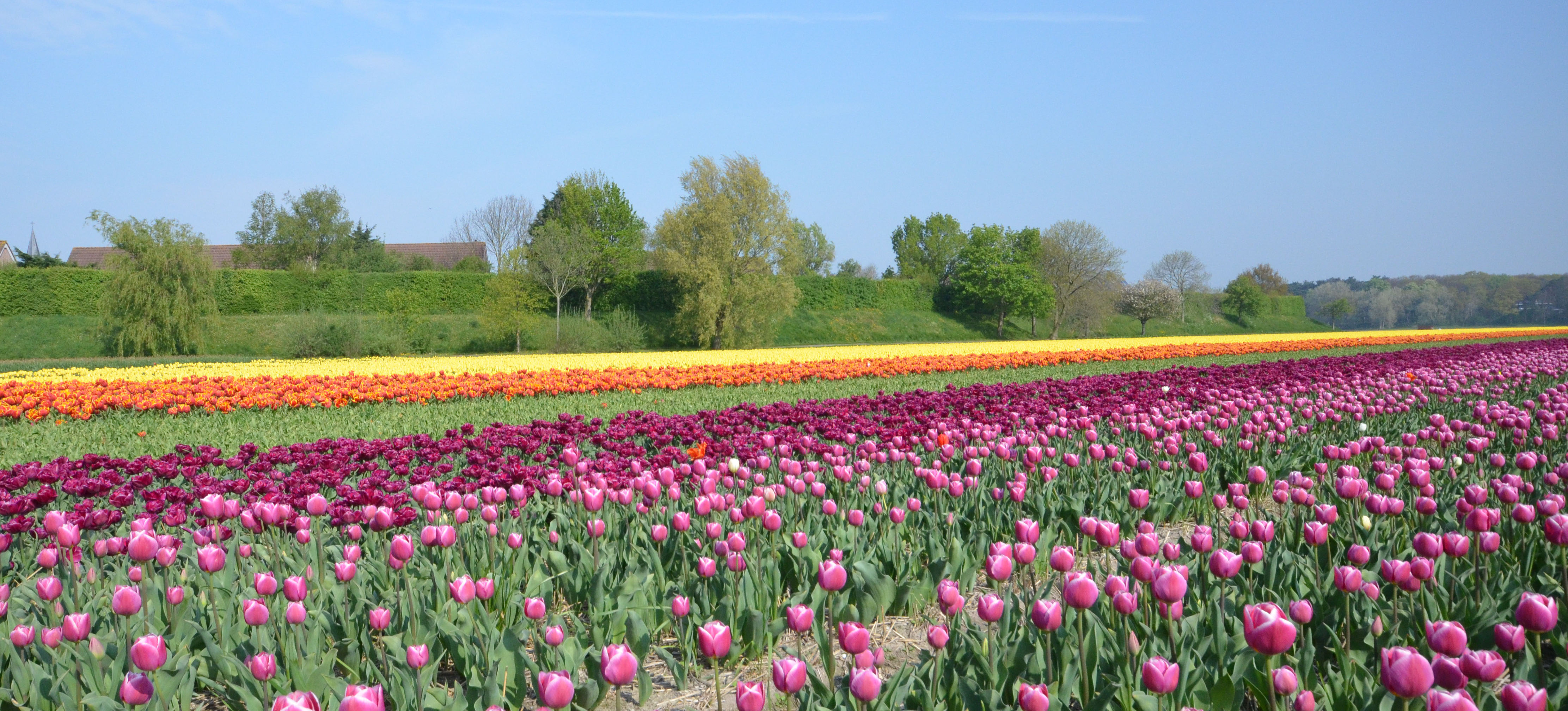 The Keukenhof - Holland's Incredible Botanical Garden