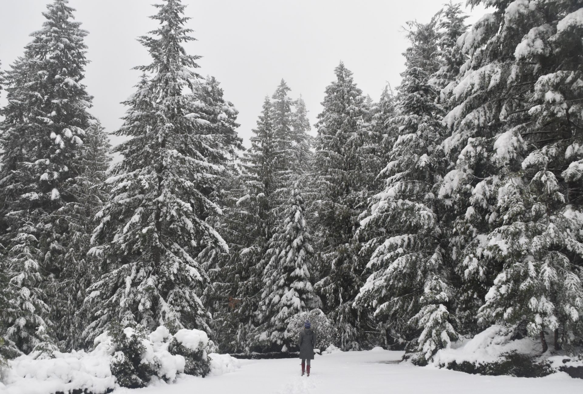 Lane County Oregon - Covered Bridges, Waterfalls & Wine - The Maritime ...