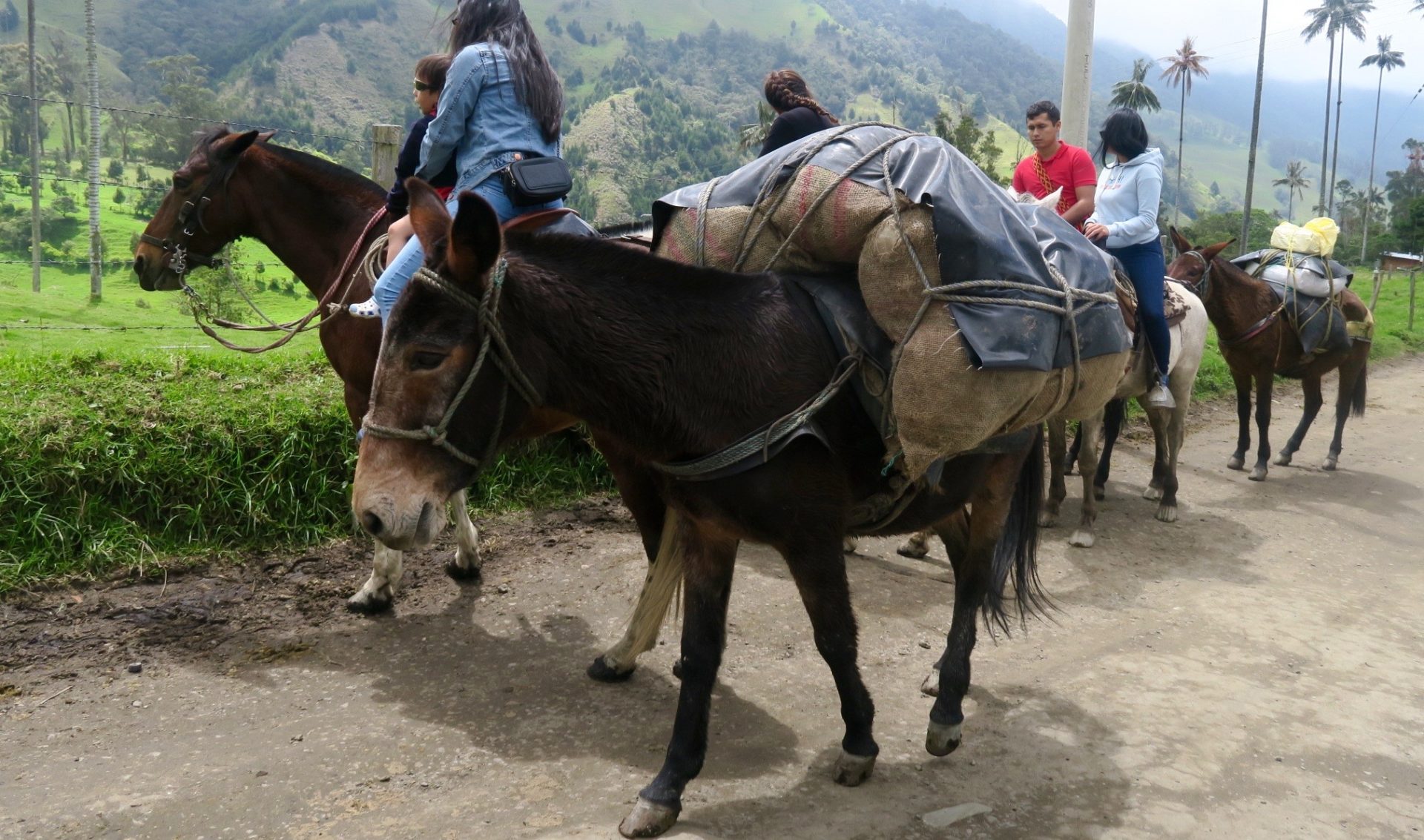 Valle de Cocora - Unique Wax Palm Landscape - The Maritime Explorer