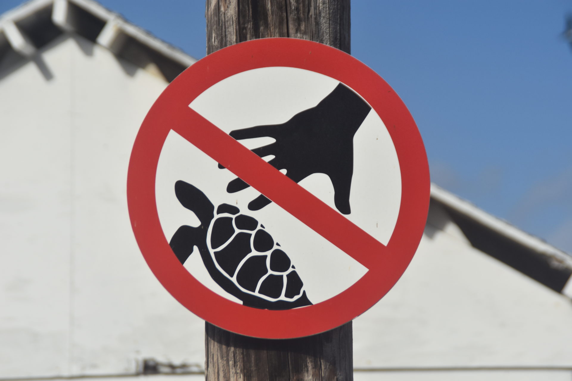 Snorkeling Curacao - Three Great and Easy Spots - The Maritime Explorer