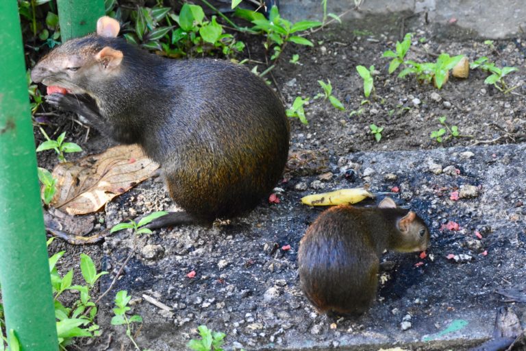 Asa Wright Nature Centre - Birding at Its Best - The Maritime Explorer