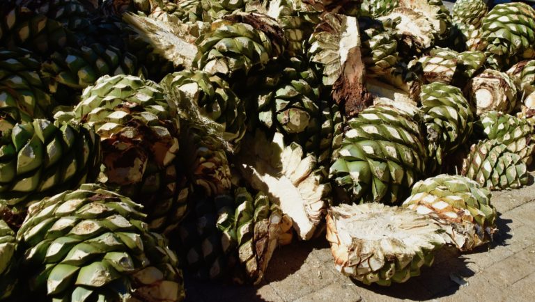 Mitla, Markets, Mezcal & the Mammoth Tule Tree - The Maritime Explorer