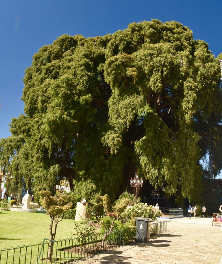 Mitla, Markets, Mezcal & the Mammoth Tule Tree - The Maritime Explorer