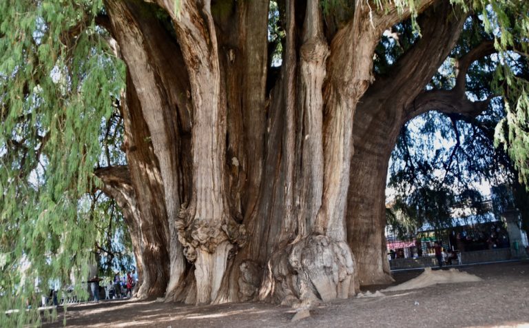Mitla, Markets, Mezcal & the Mammoth Tule Tree - The Maritime Explorer