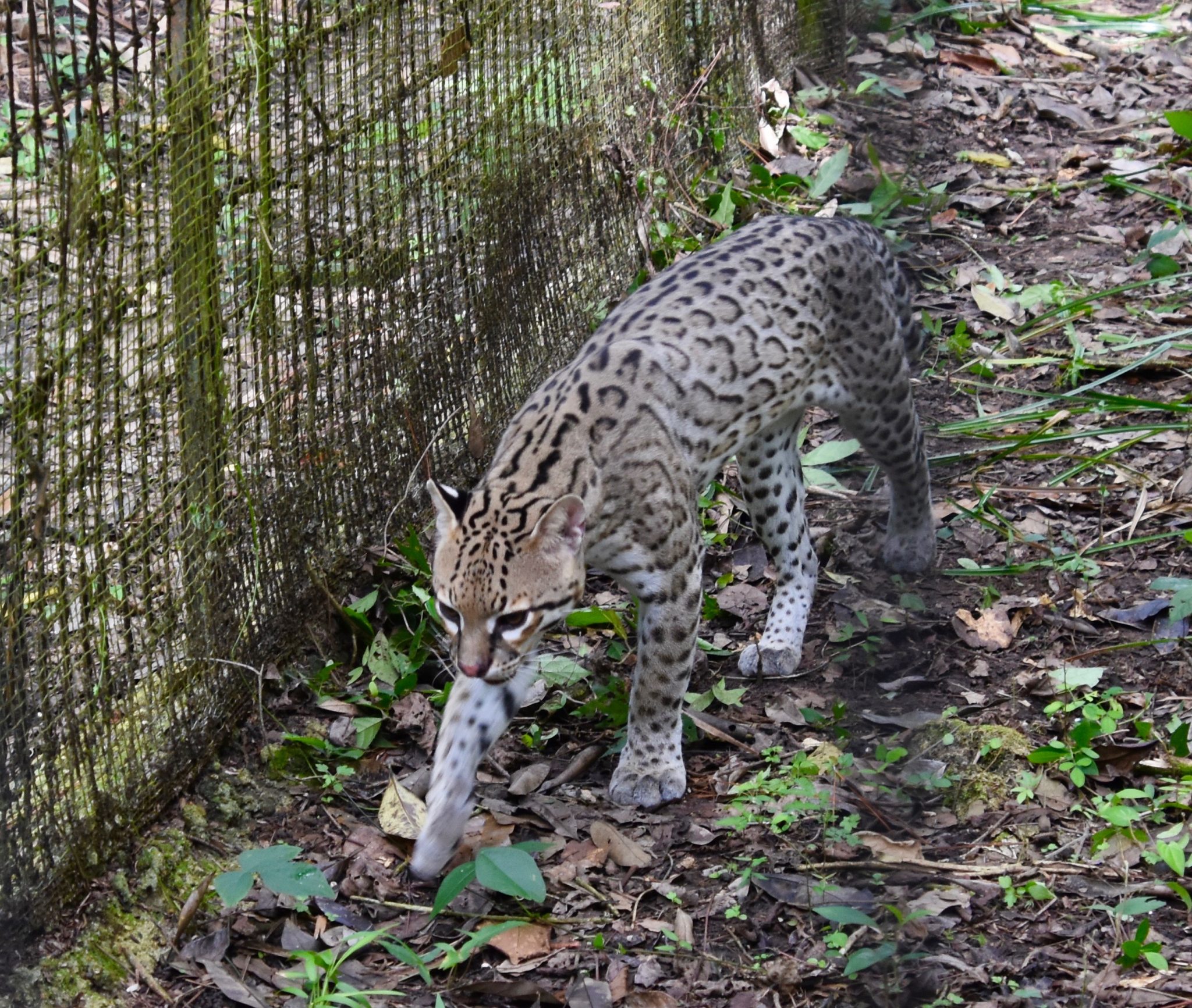Belize Zoo & The Last Day - The Maritime Explorer