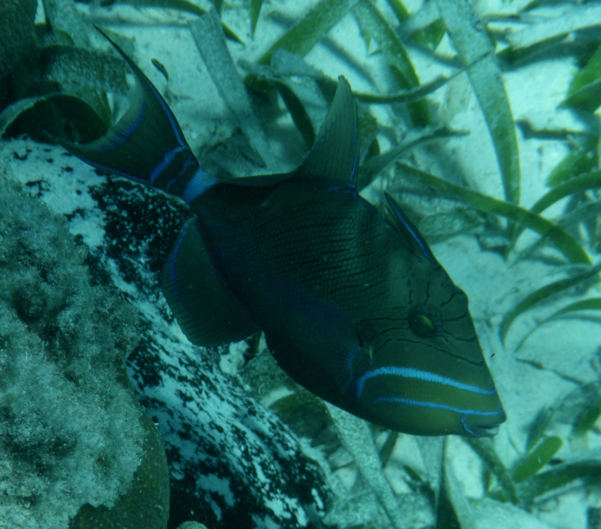 Ambergris Caye - Almost UnBelizeable - The Maritime Explorer
