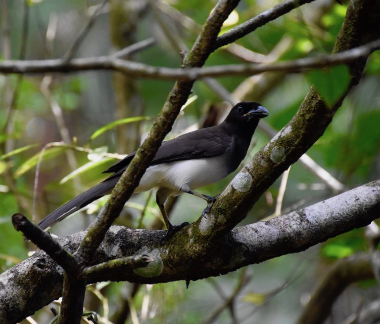 Belize Zoo & The Last Day - The Maritime Explorer