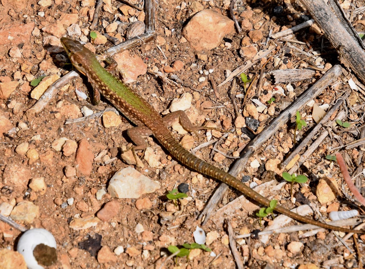 Ggantija Temples - Gozo's Megalithic Marvels - The Maritime Explorer