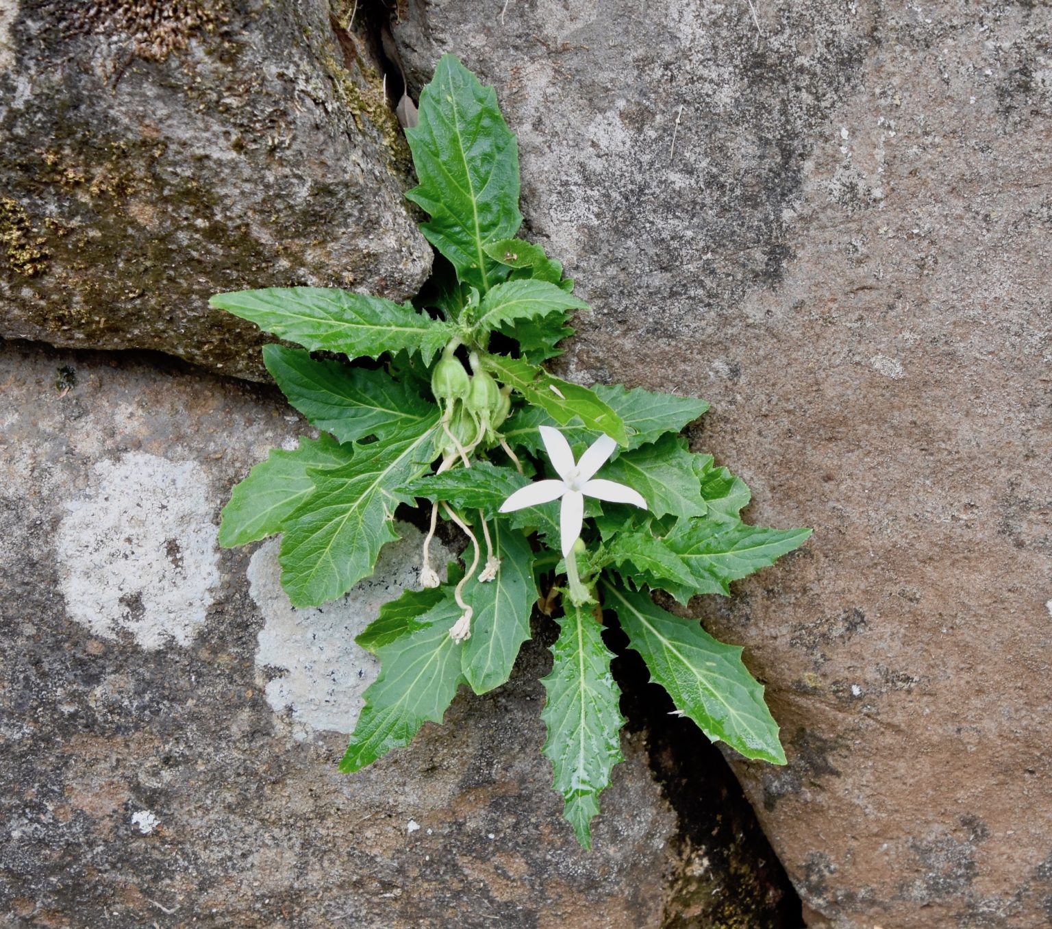 Moorea - Circling a Beautiful Island - The Maritime Explorer