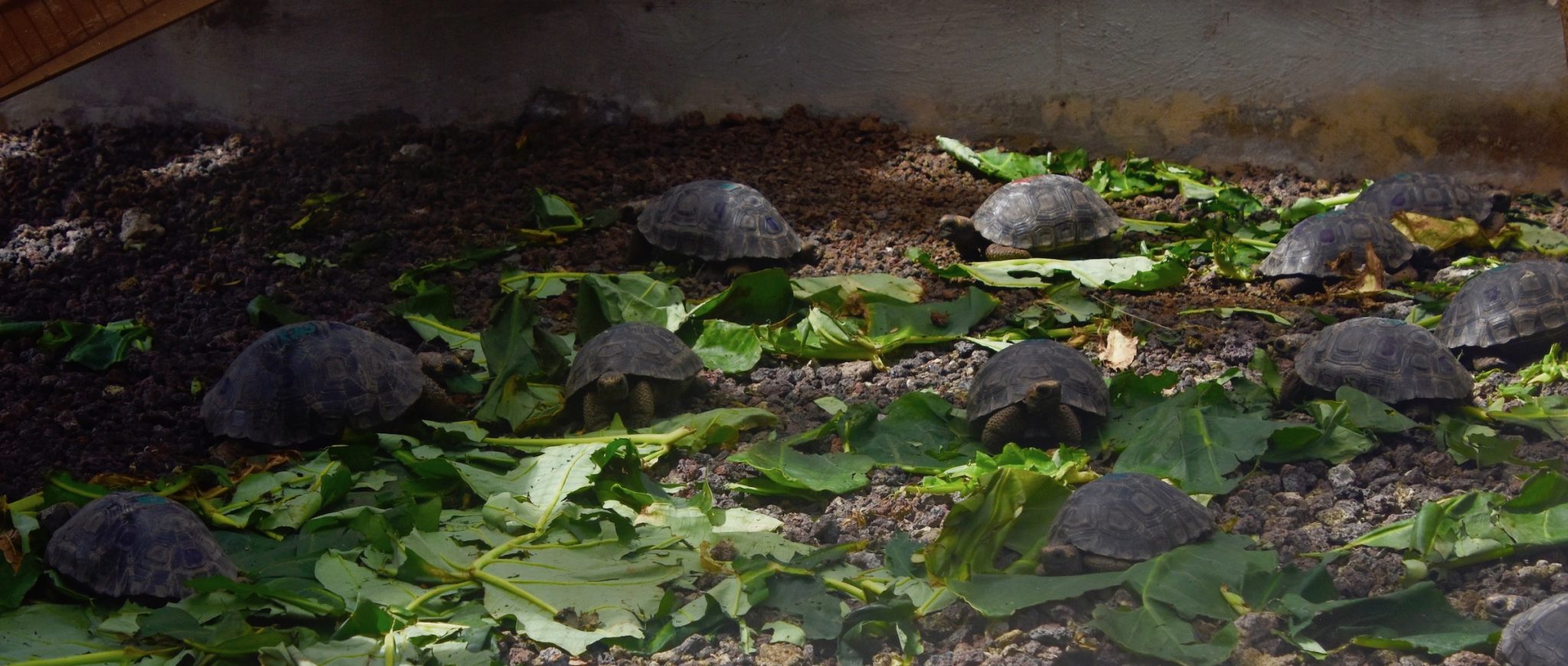 Tortoises of Isabela - The Maritime Explorer