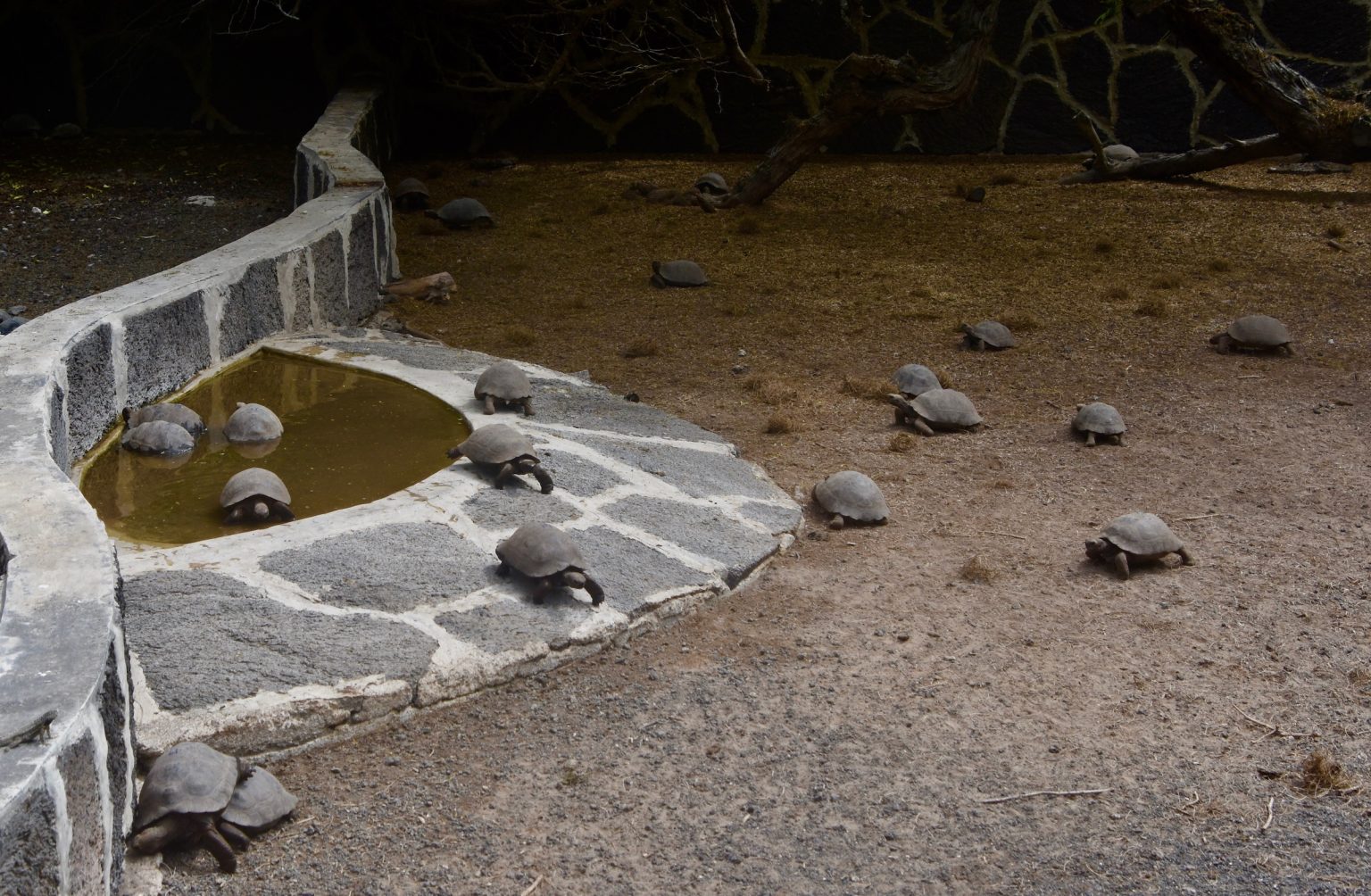 Tortoises of Isabela - The Maritime Explorer