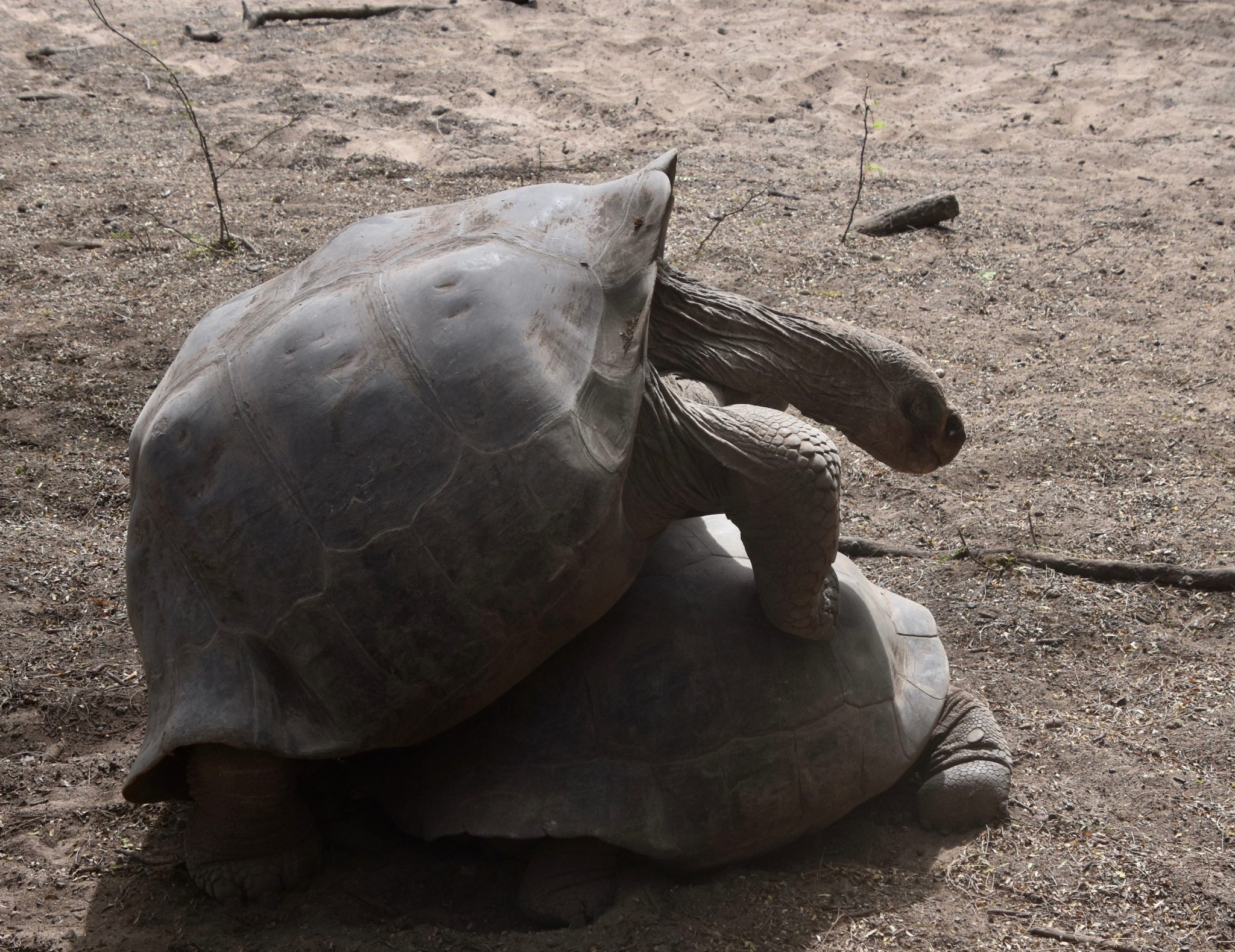 Tortoises of Isabela - The Maritime Explorer