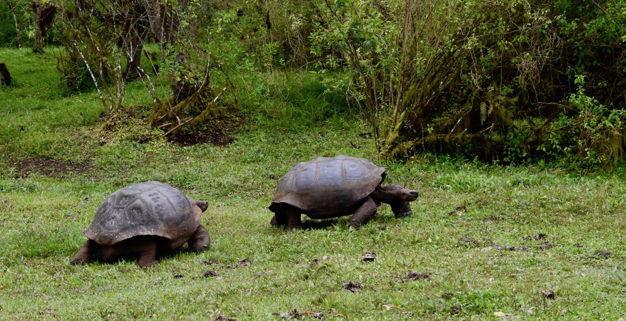 Santa Cruz - Gateway to the Galapagos - The Maritime Explorer